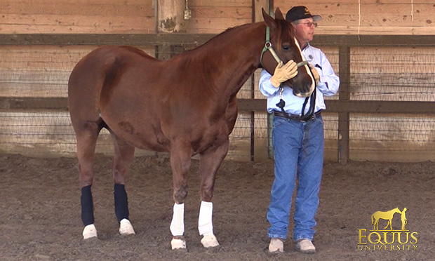 Monty Roberts Equus Online University