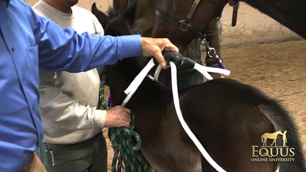 Monty Roberts Equus Online University
