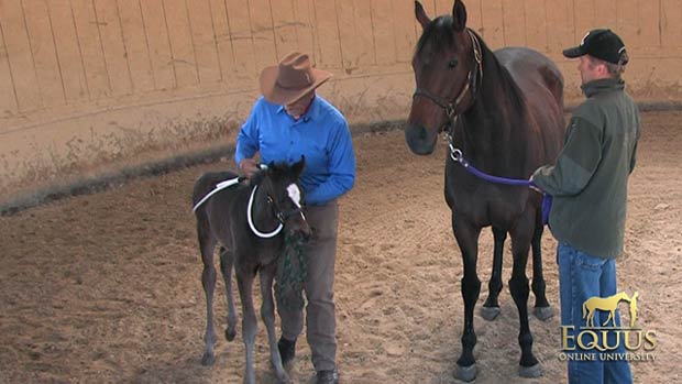 Monty Roberts Equus Online University